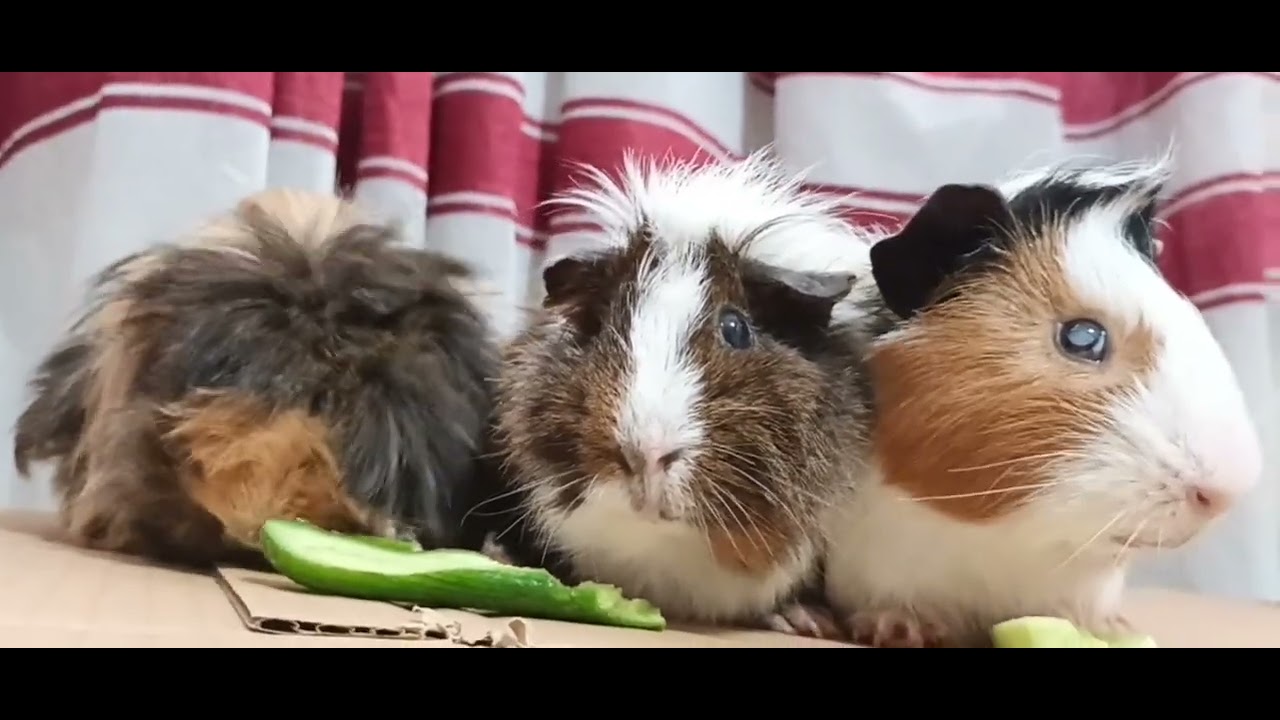 Cody&Cooper&Coco - YouTube