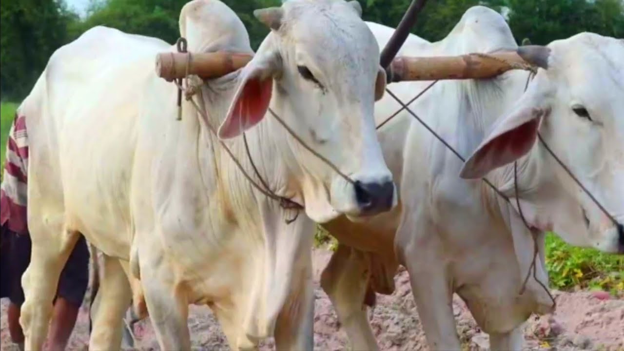 Cow Plow potatoes | Cambodia Farmers - YouTube