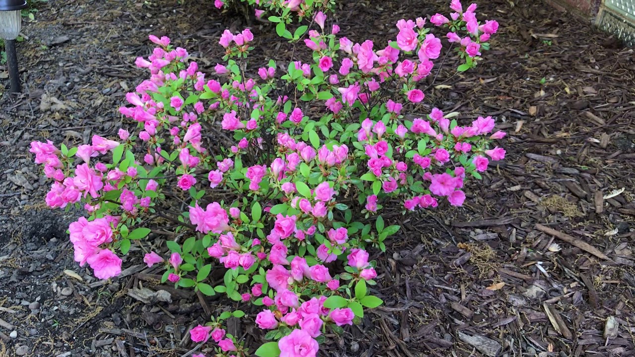 Rosebud Azalea- A Low Maintenance Shrub - YouTube