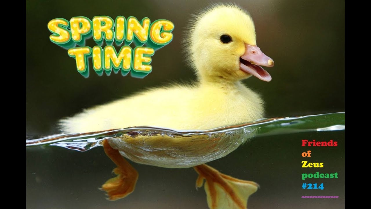SPRING TIME ! - Friends of Zeus podcast #214 - YouTube