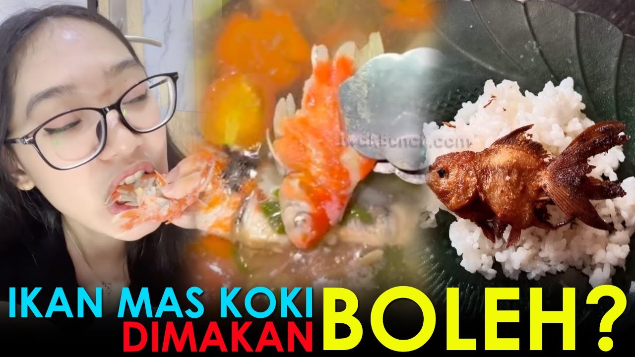 Bolehkah Ikan Mas Koki Yang Mati Dimakan Seperti Ikan Konsumsi Lain