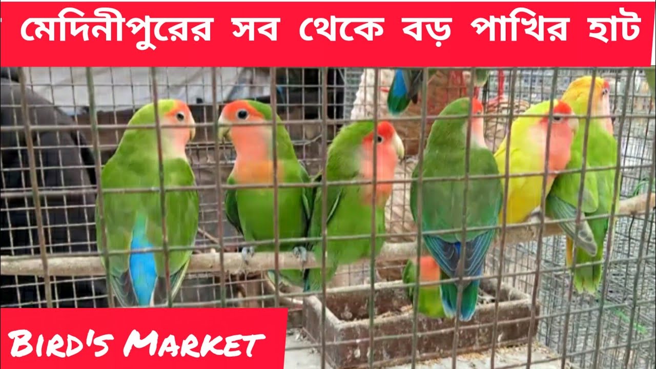 BIGGEST BIRDS MARKET IN MEDINIPUR - YouTube
