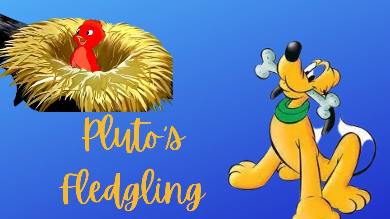 Pluto's Fledgling | Pluto Best Cartoon - YouTube