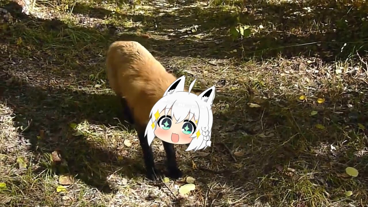 Fubuki fox keep following | Animal hololive - YouTube