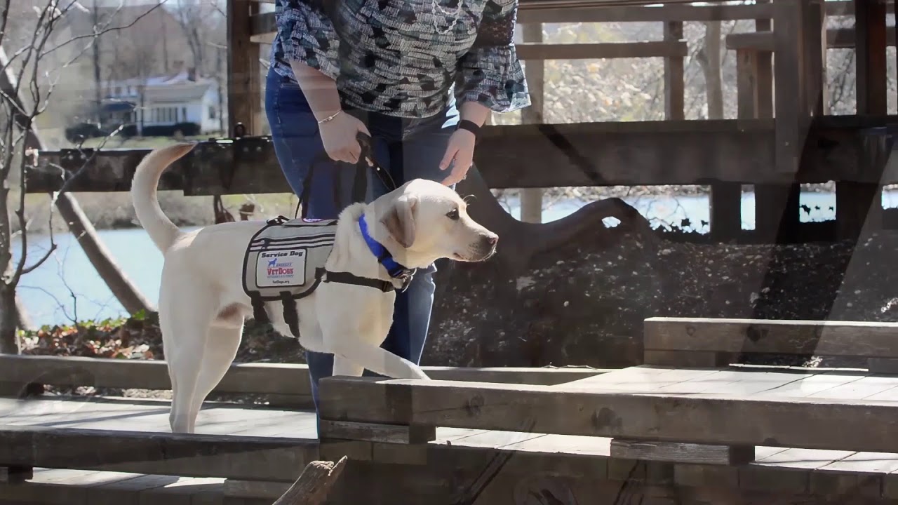 America's VetDogs Program Introduction - YouTube