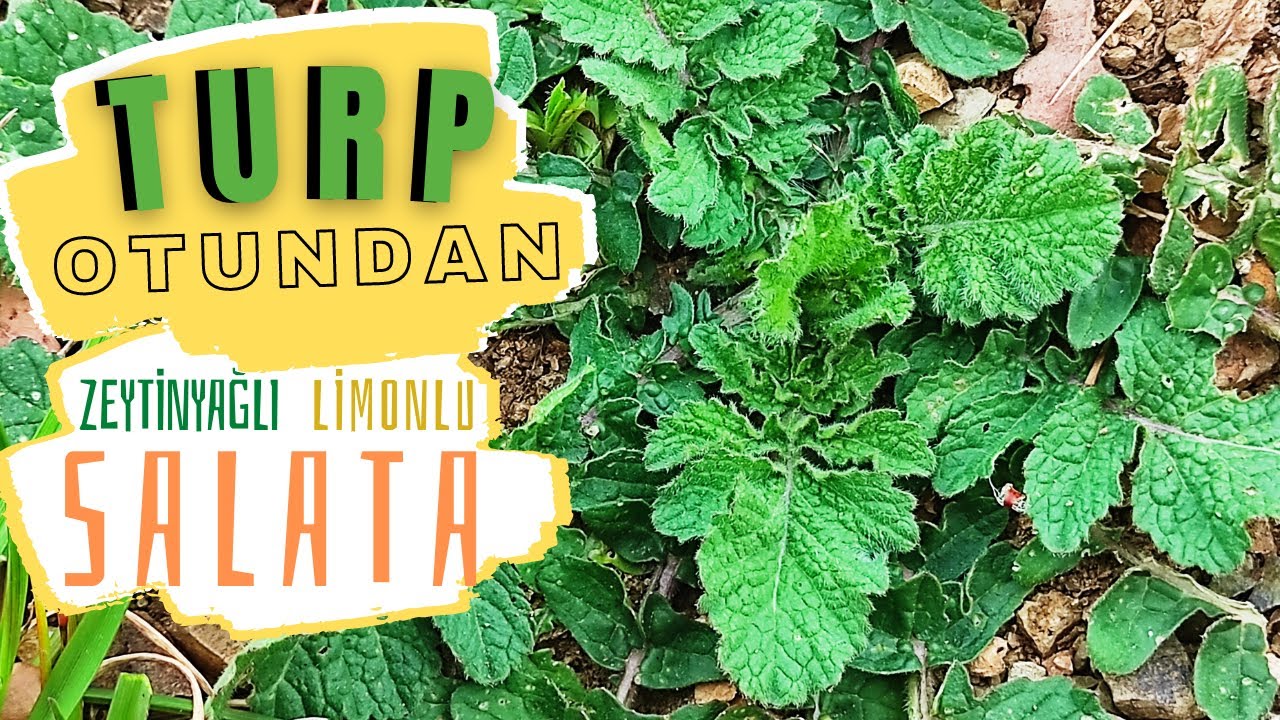 TURP OTU SALATASI / Sarmaşık Otları Çıktı / Yenen Yabani Otlar - YouTube
