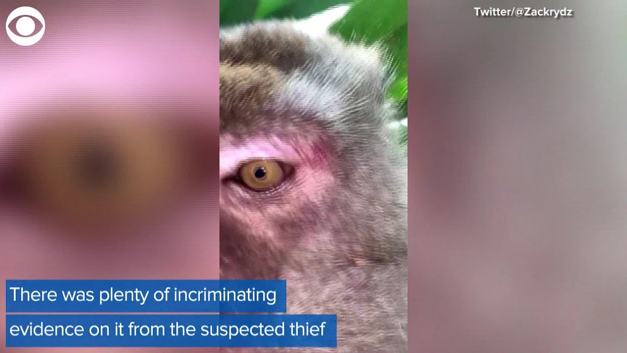 WEB EXTRA: Monkey Steals Phone and Takes Selfies - YouTube