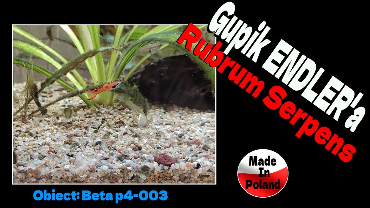Endler Red Snake - #Poecilia #Wingei Rubrum Serpens / #Akwarystyka z ...