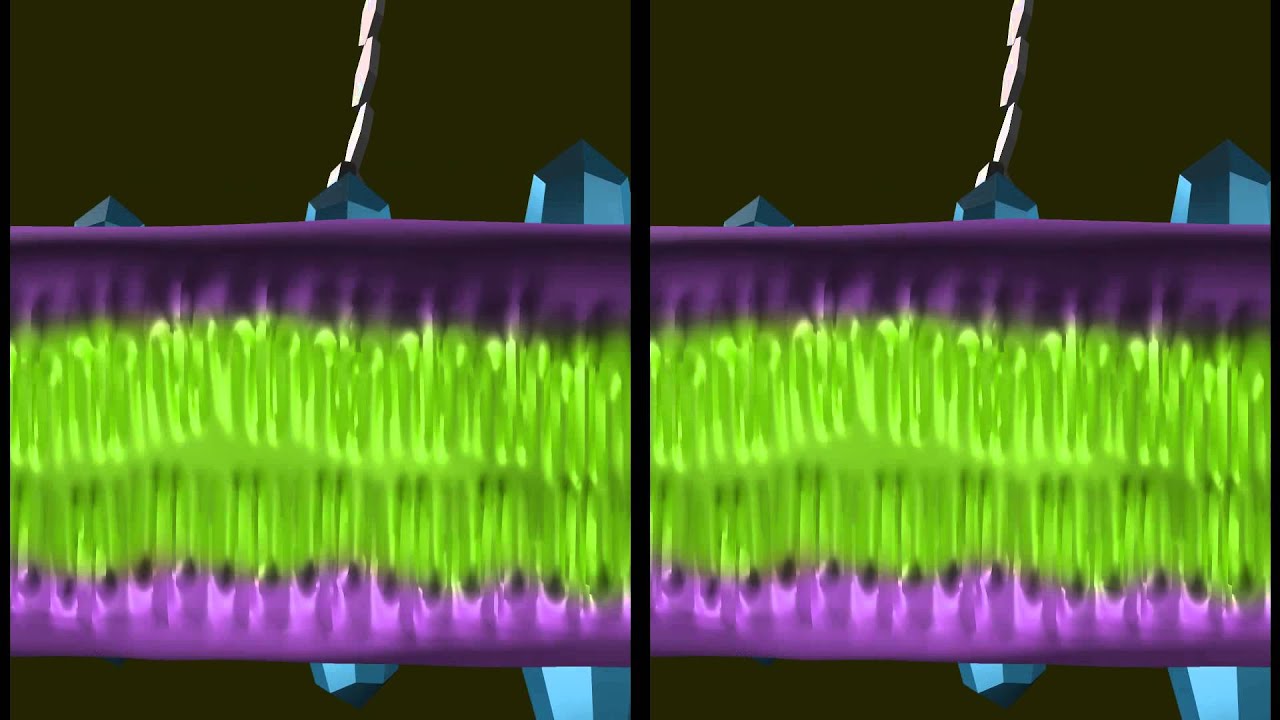 Cell membrane segment with channels and glycoproteins Stereo 3D - YouTube