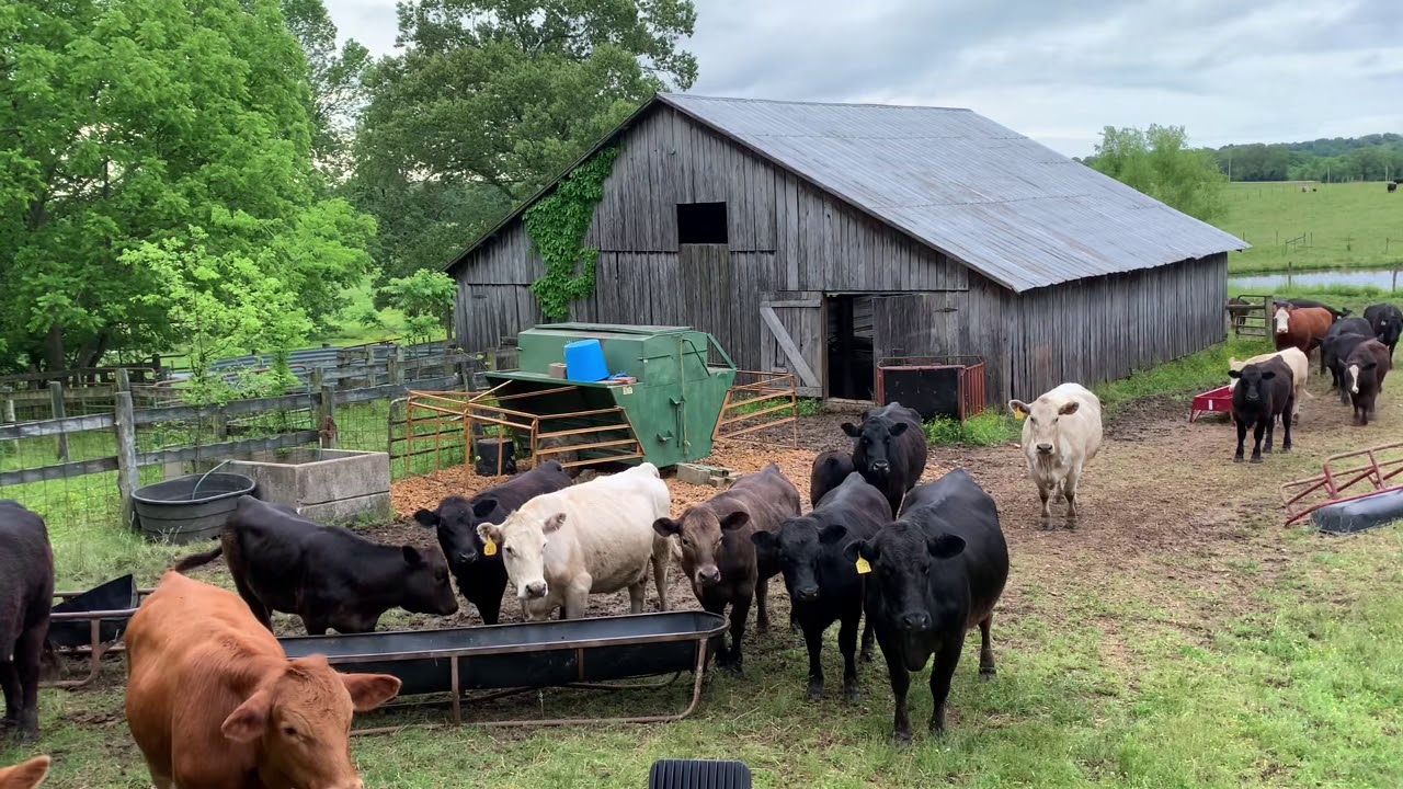 Breakfast with the Cows - YouTube