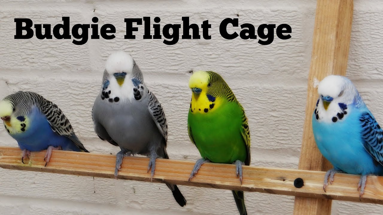 Budgie Flight Cage - YouTube