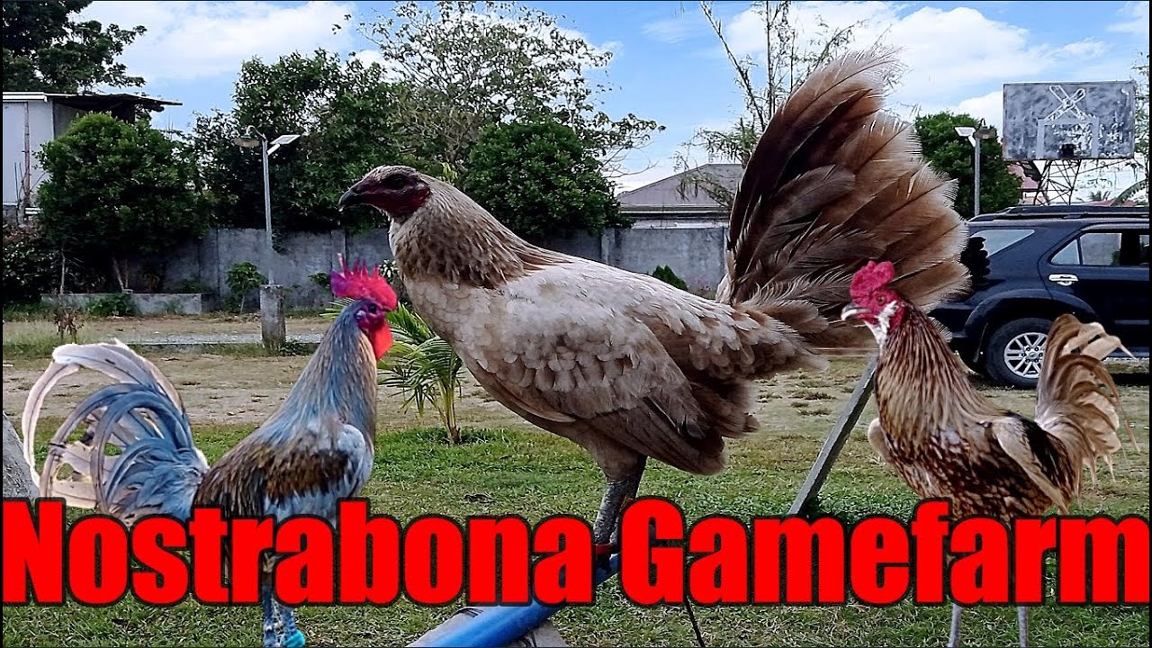 Lets Visit The Farm Of Nostrabona Gamefarm - YouTube