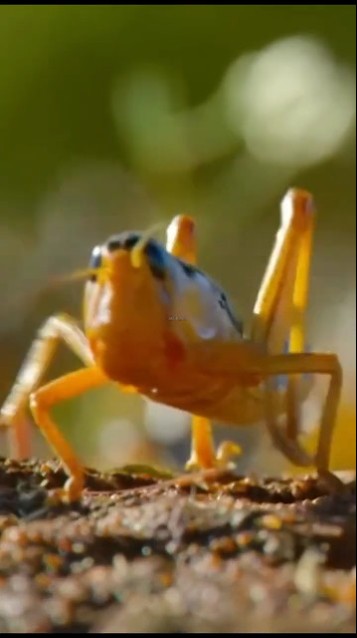 Massive Grasshopper Invasion / Swarm Takes Over! | Incredible Footage ...