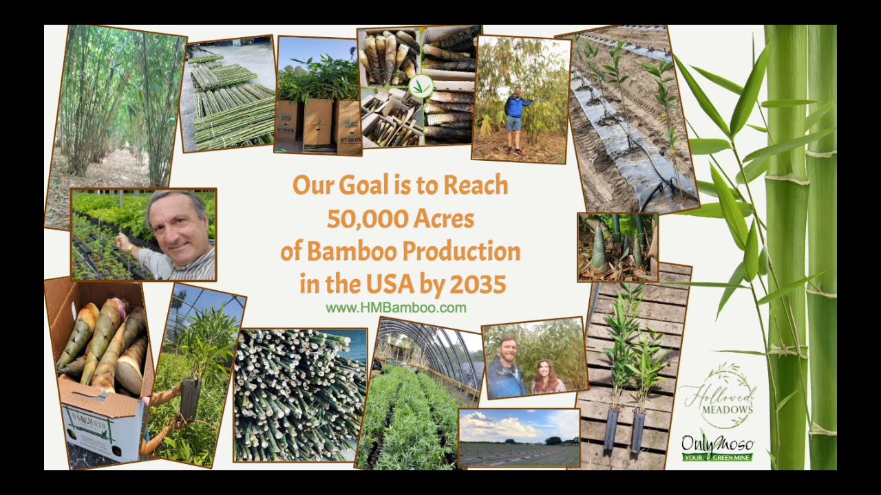 Bamboo Farming Made Easy - YouTube