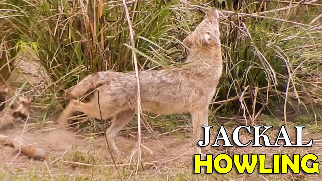 Golden Jackal Eating | Jackal Howling | Jackal - Coyotes - YouTube