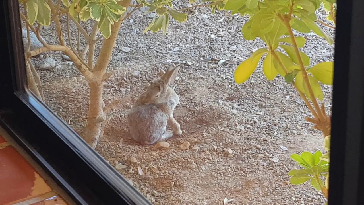 Some Mule deer, a rabbit taking a bath and a Javelina herd taking a ...