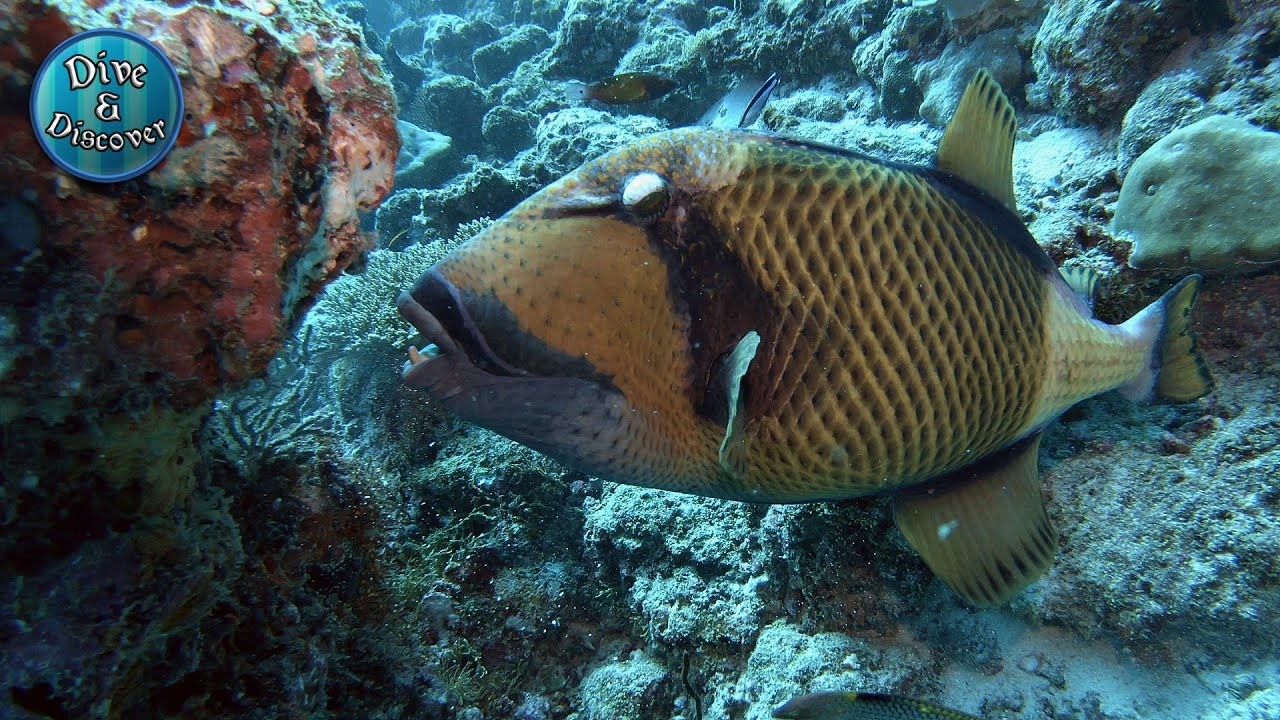 Titan triggerfish bites powerfully | 4k - YouTube