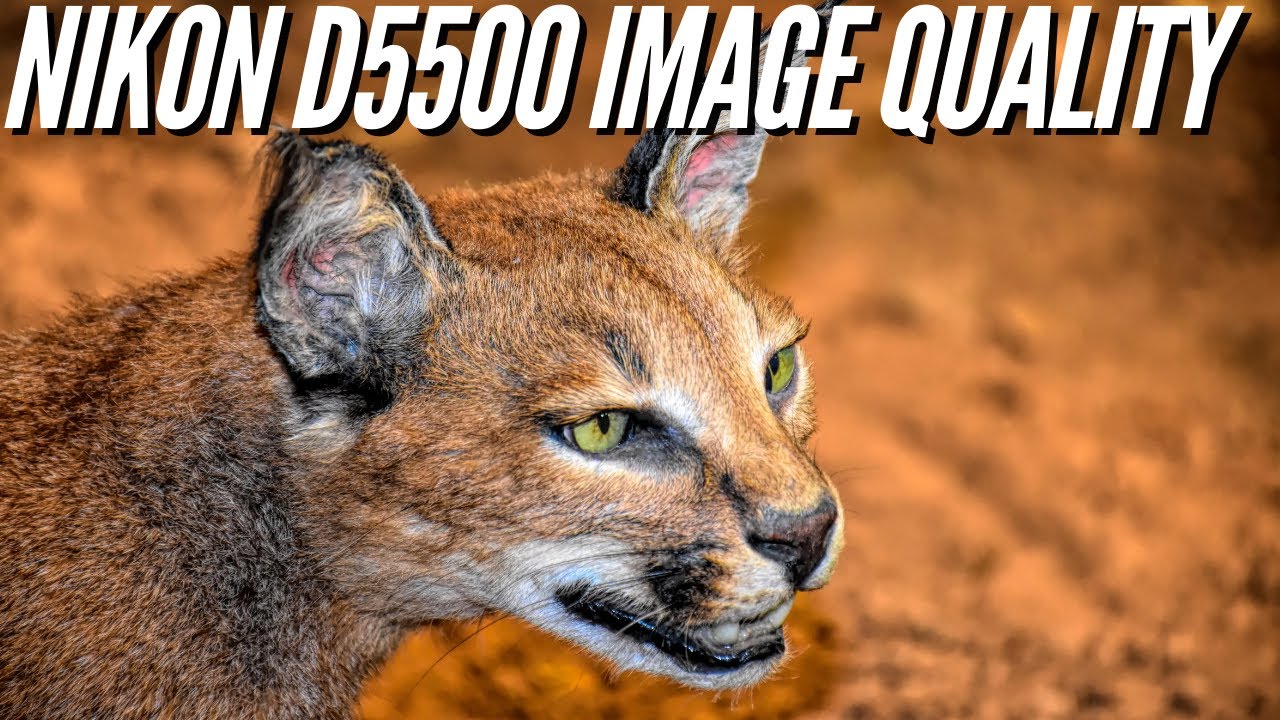 Nikon D5500 📸 Sample Photography - Image Quality - YouTube