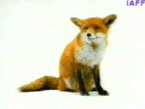 drunken fox - YouTube