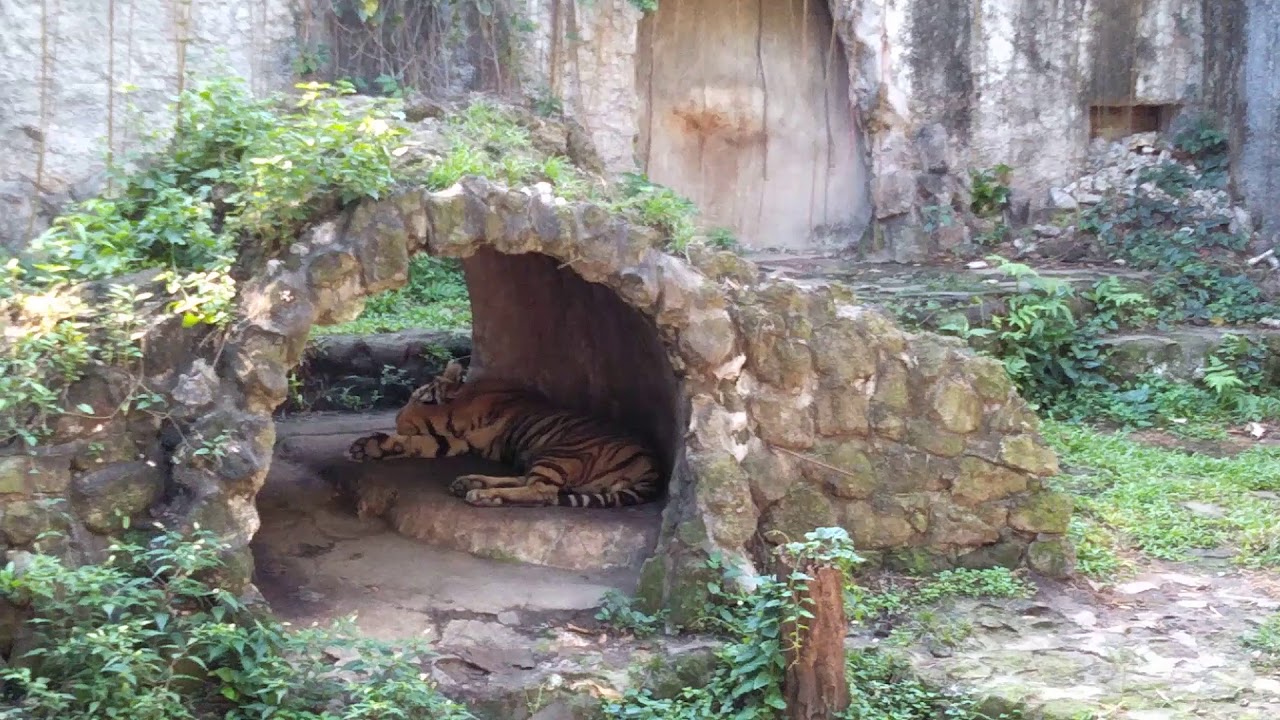 Manila Zoo - tiger's lair - YouTube
