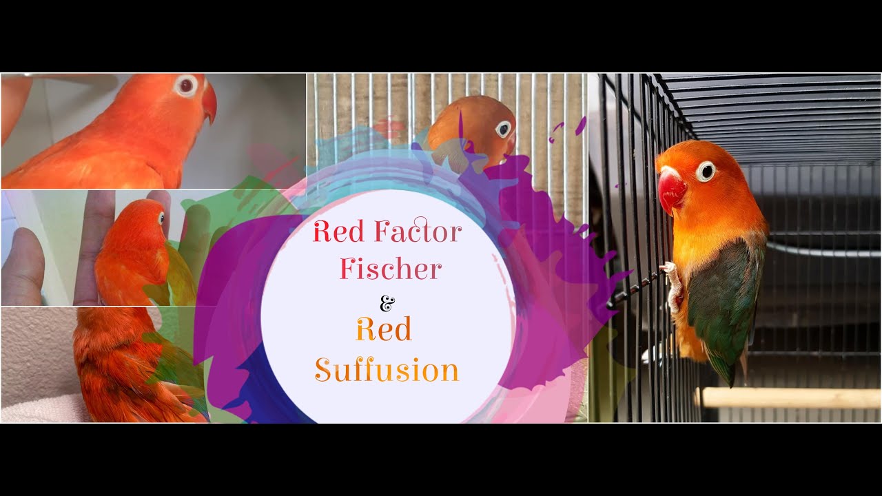 Difference between Red factor & Red suffusion | lovebirds Red factor ...
