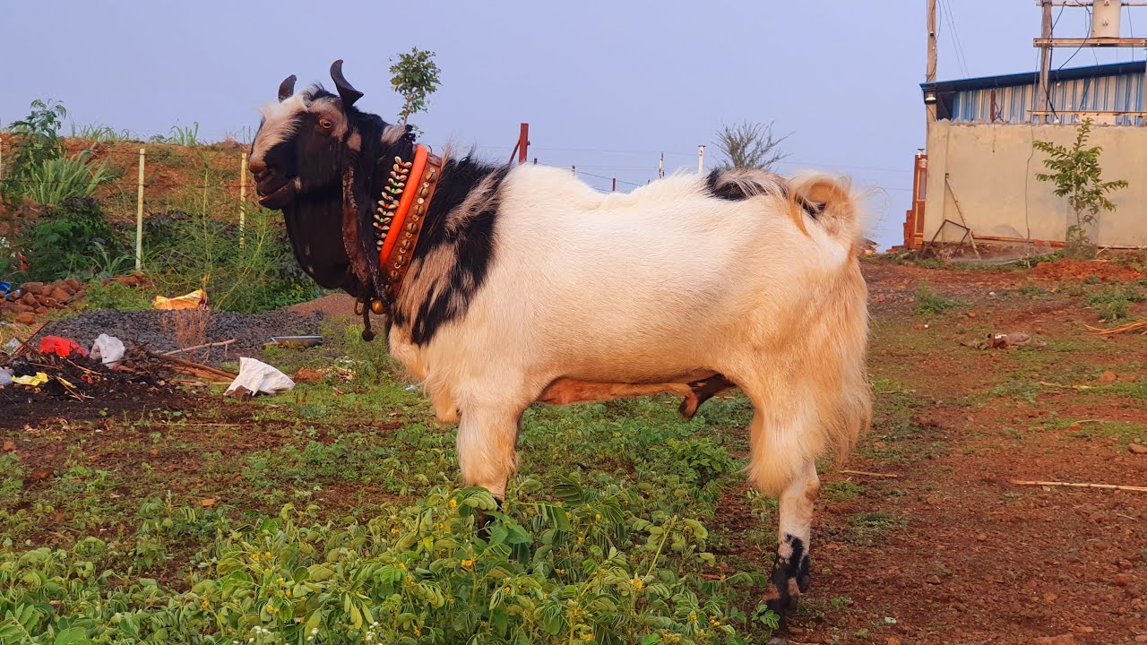 Big Andul Goats Collection For Qurbani 2021 At Abaan Agronomics - YouTube