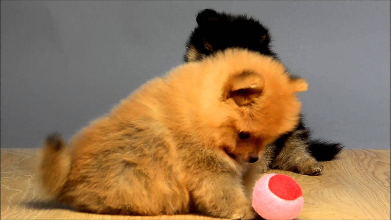 Tiny Pomeranian Playing Ball at Just Puppies Orlando - YouTube