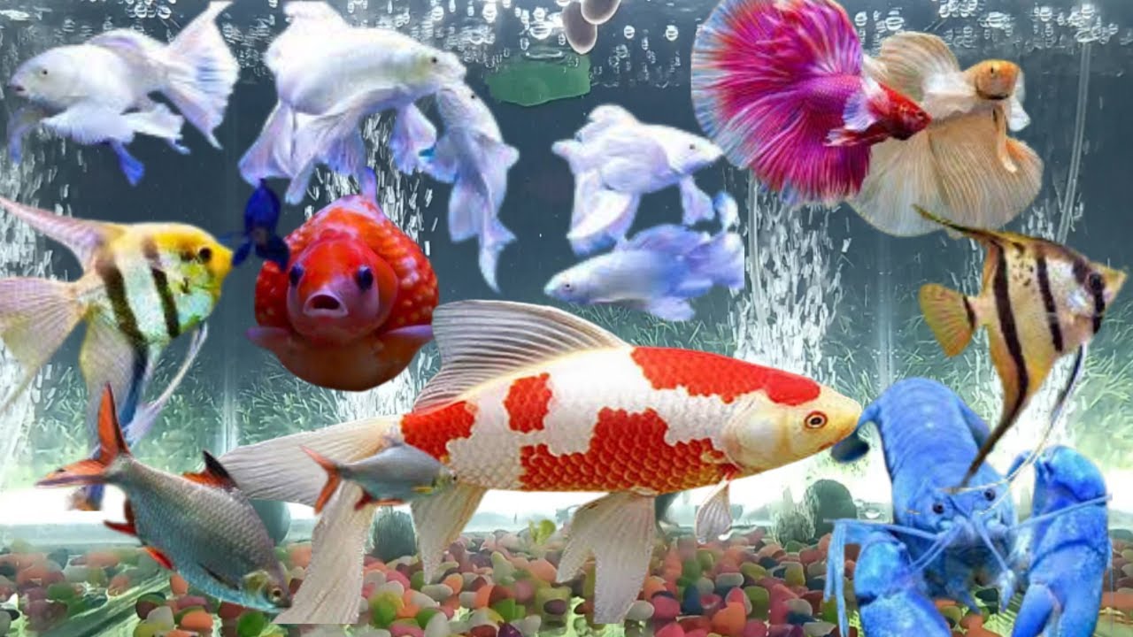 OMG!😍 so beutiful video of baby fish swimming in a DIY aquarium tank ...