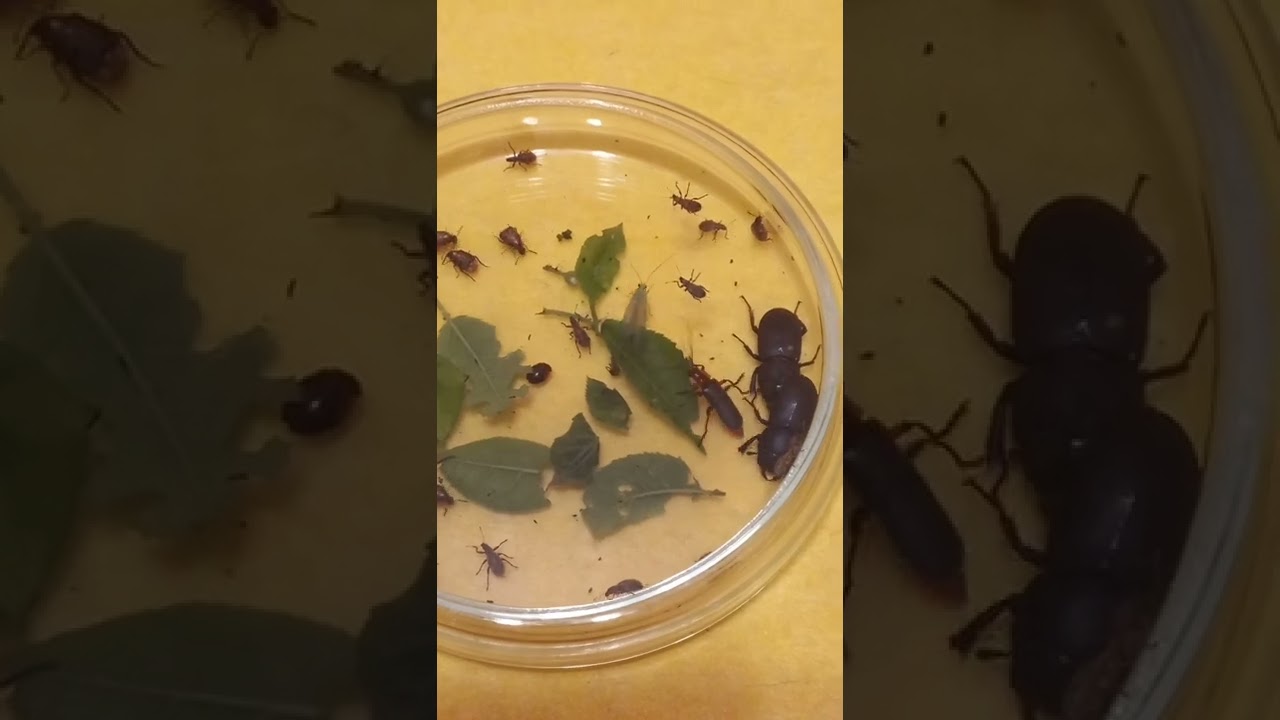 Beetles in Kyiv, Ukraine: Weevils, Bruchids, Lesser Stag Beetles ...