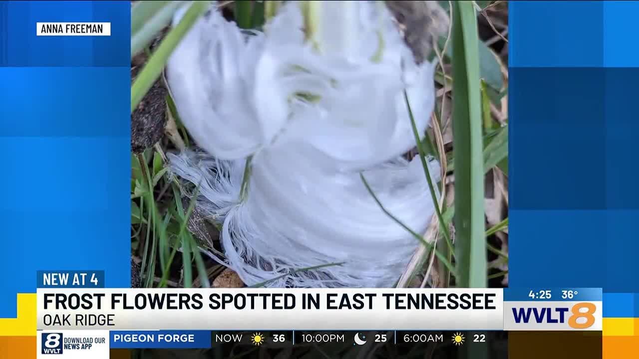 Frost flowers spotted in East Tennessee - YouTube