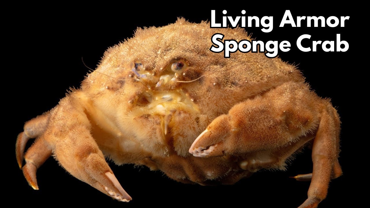 Living Armor: How Sponge Crabs Use Symbiosis for Survival - YouTube