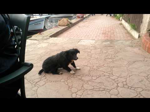 Köpeçik zevke gelmiş