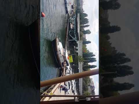 Martı, kefal,deniz eşliğinde kahvaltı. ...