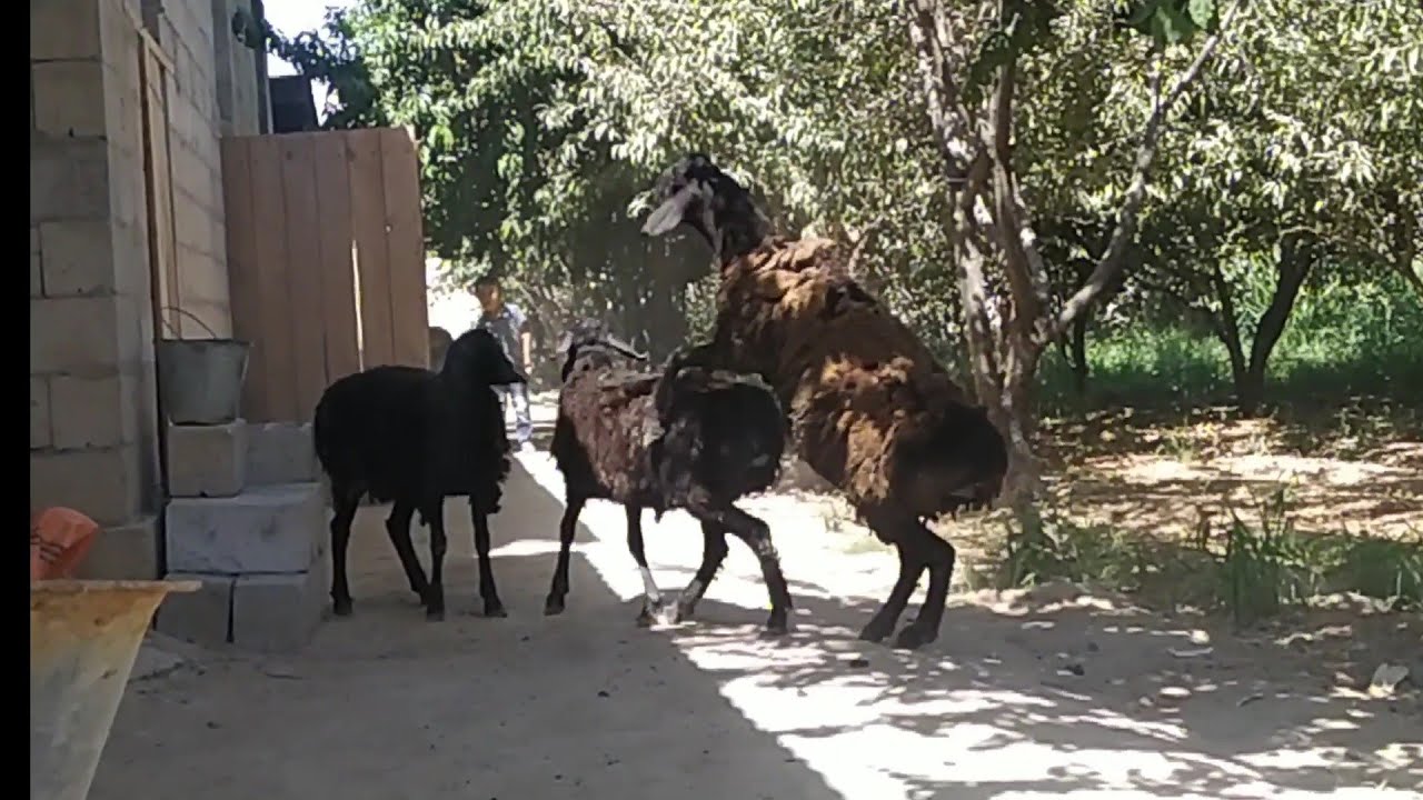 Iivesex. Sexual intercourse of sheep. - YouTube