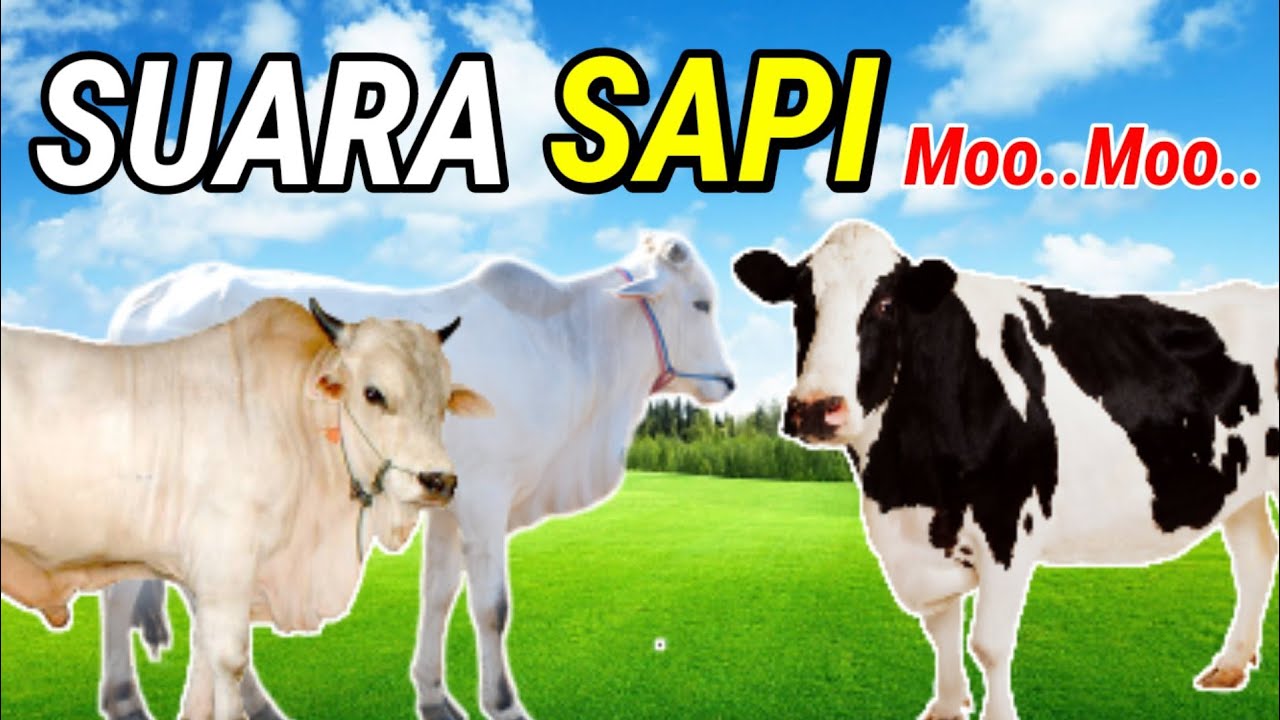 SUARA SAPI Moo|SUARA HEWAN TERNAK|Cow moo sound effect - YouTube