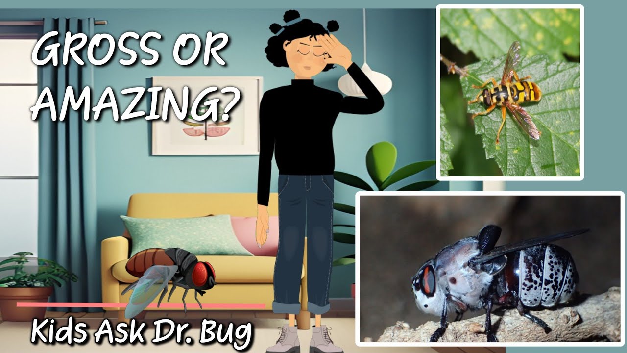 Gross or Amazing? 🪰 Fun Fly Facts for Kids & Teens - Kids Ask Dr. Bug ...
