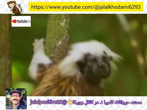 مستند حیوانات کلمبیا ق ۱ . 🐒🐒.@jalalpositive20            https://enama.ir/C116773312115218