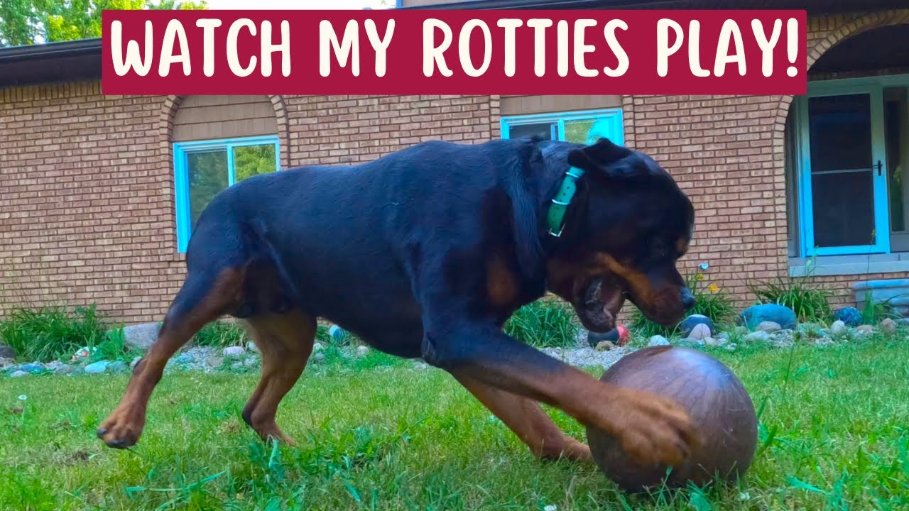 Watch my Rottweilers play! - YouTube