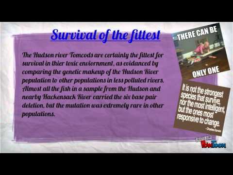 Atlantic Tomcod - YouTube