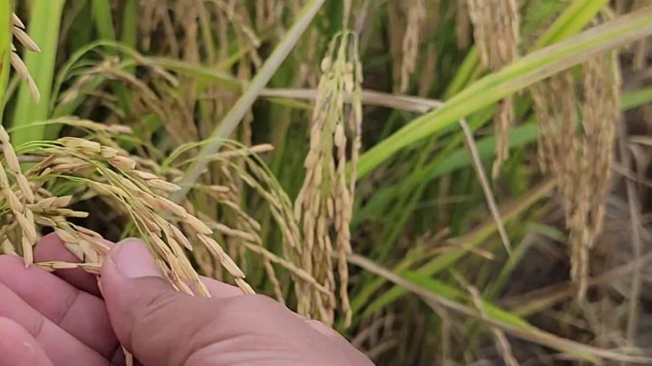 Satisfying Rice Stalk Arrangement – Traditional Technique in Action ...