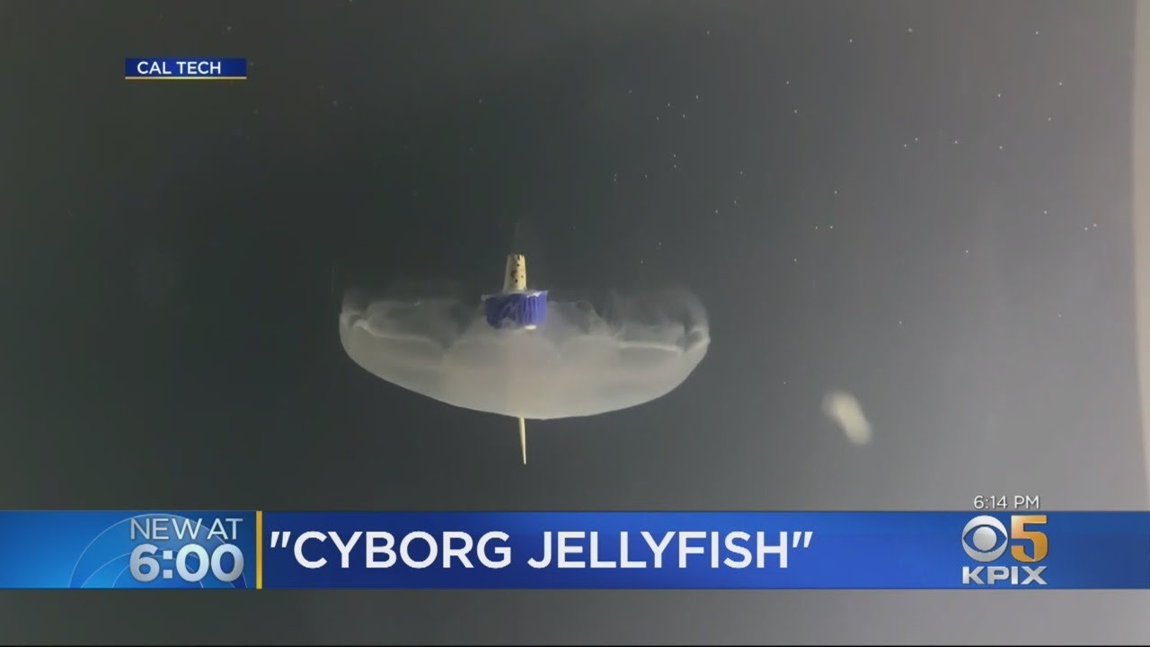 Stanford Research Project Turns Common Jellyfish Into Bionic Sea ...