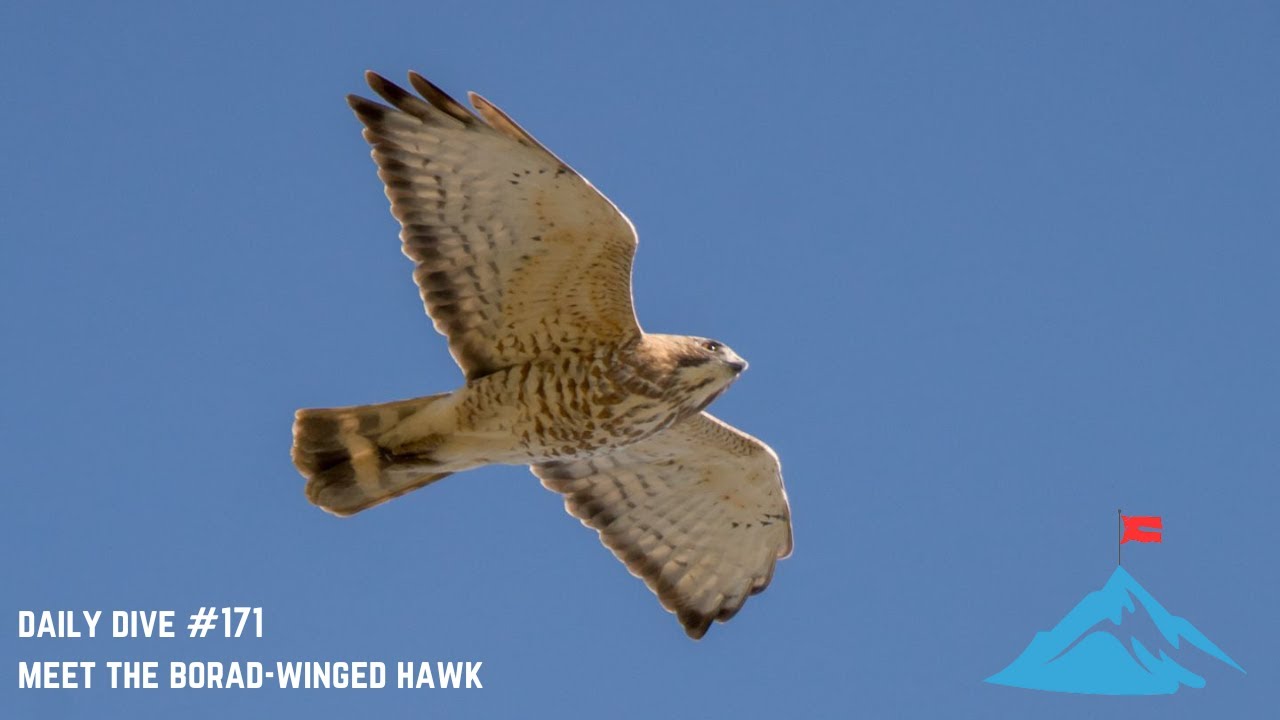 Daily Dive # 171 | Meet the Broad-winged Hawk - YouTube