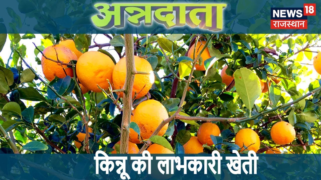 ANNADATA | किन्नू के बाग़ में करें ये जरुरी काम - YouTube