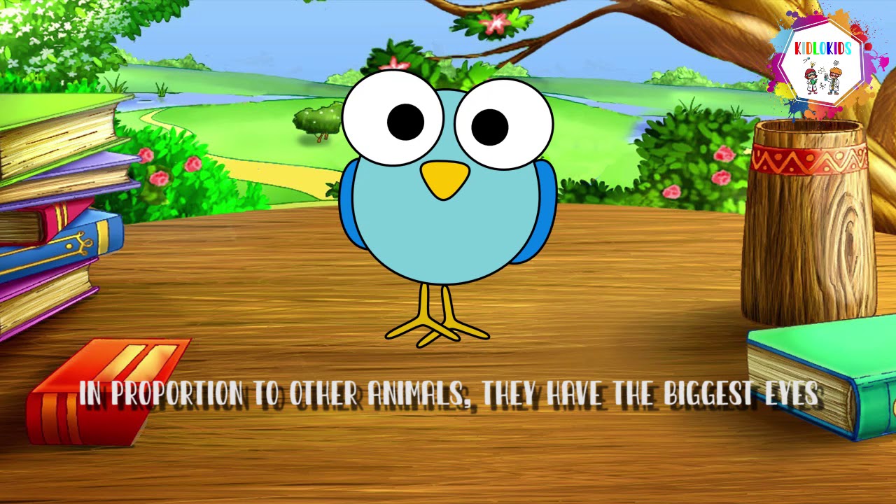 Learn about birds- kidlokids - YouTube