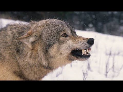Wolves ~ good to be bad - YouTube