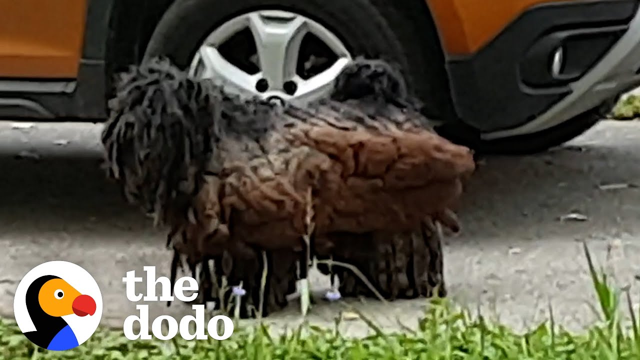 Matted Stray Dog Who Looked Like A Piece of Wood Get A Major Haircut ...