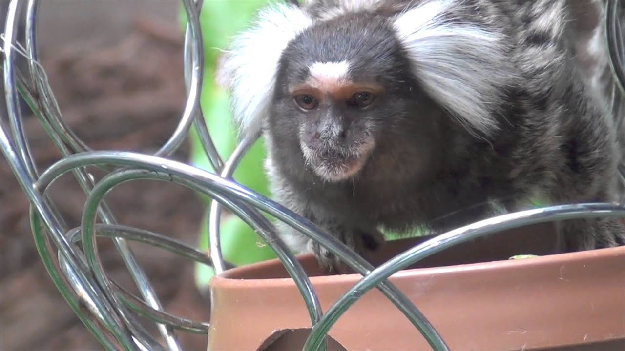 Marmosets, Symbio Wildlife Park, Helensburgh, Australia - YouTube