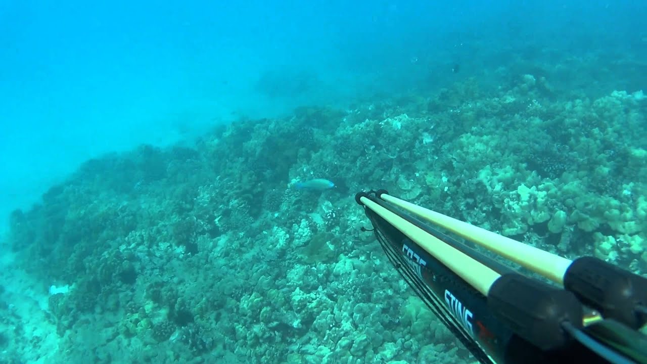 Spearfishing Kahe point - YouTube