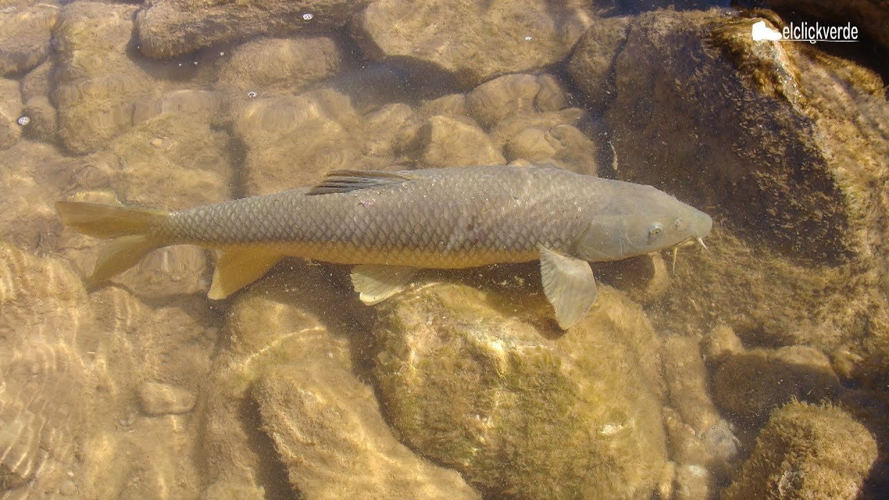 Barbo gitano, el rey del Segura - YouTube
