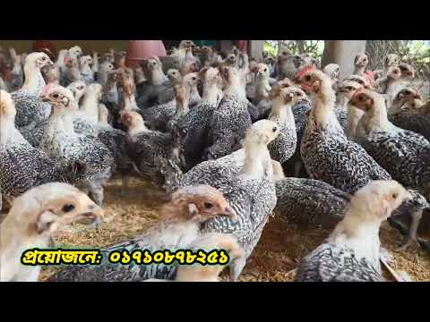 এক মাস বয়সী ফাওমি মুরগির দাম জানুন । পালন পদ্ধতি সম্পর্কে জানুন।। ফাওমি পালন।